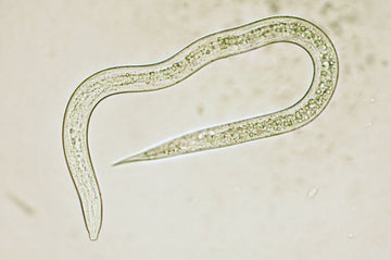 Vermicompostage | Vers de terre à vendre | Vers L'avenir